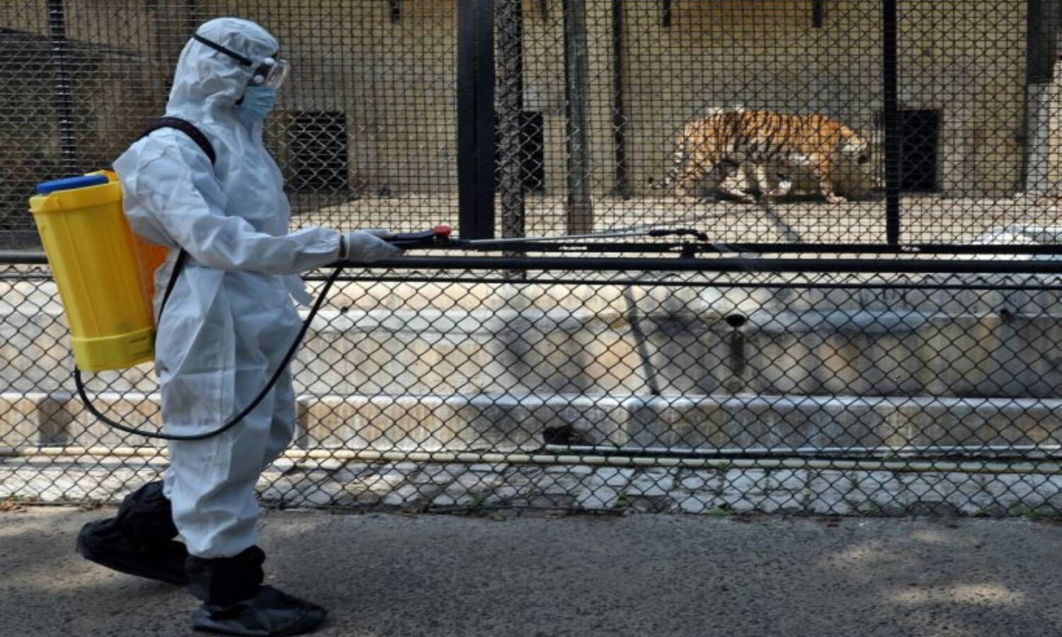 Anorexia to wheezing: Hyderabad's LaCONES ask zookeepers to segregate ...