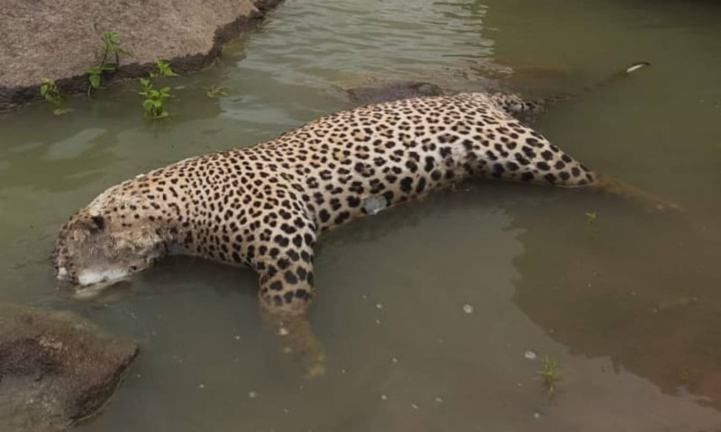 Leopard death: Medak forest officials fail to determine cause of death ...