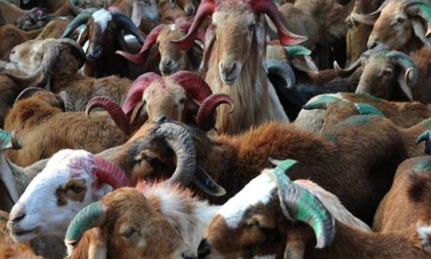 Sheep distribution programme 2.0: KCR earmarks Rs 6000 crore, 3.5L ...