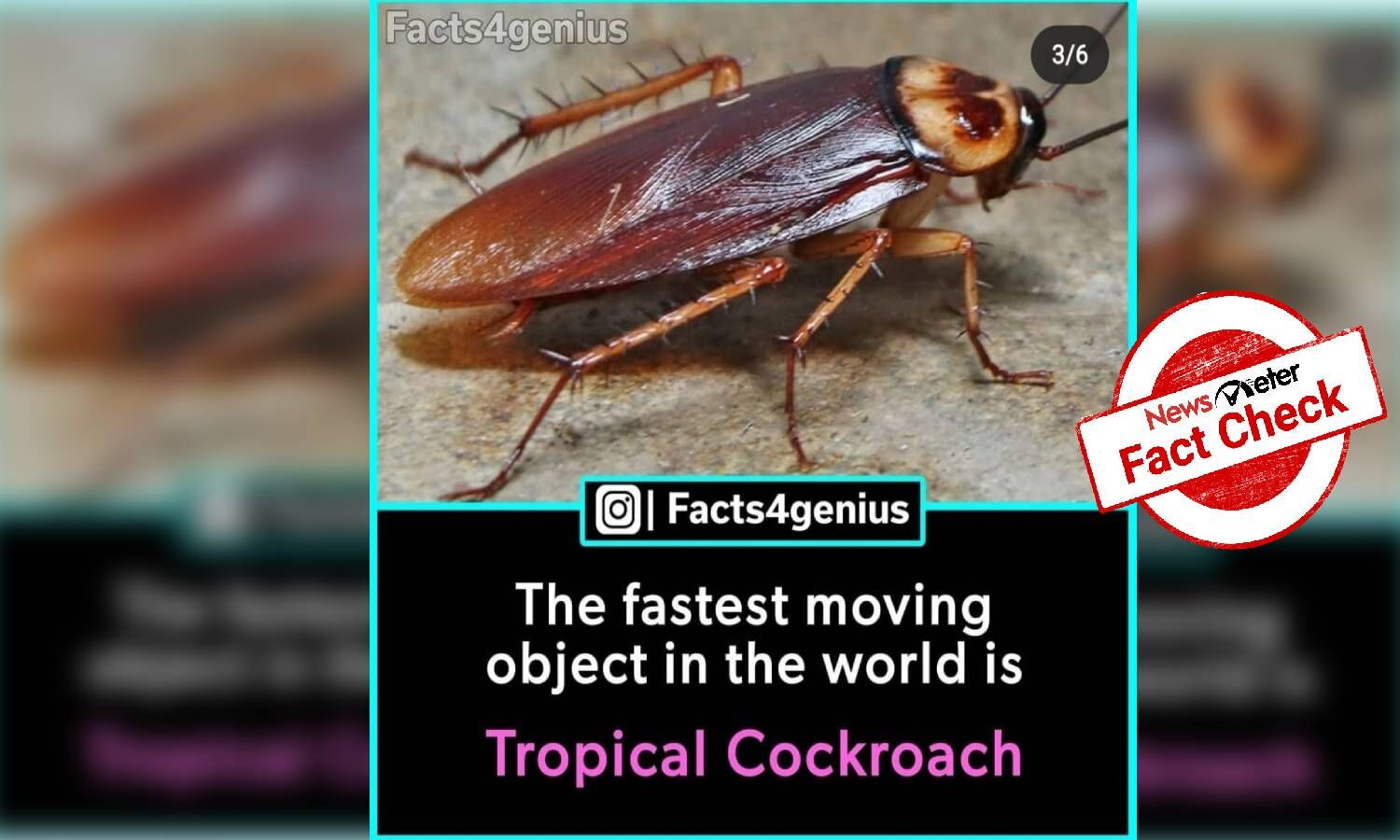 Fact Check: `Tropical Cockroach' is not fastest moving object in world