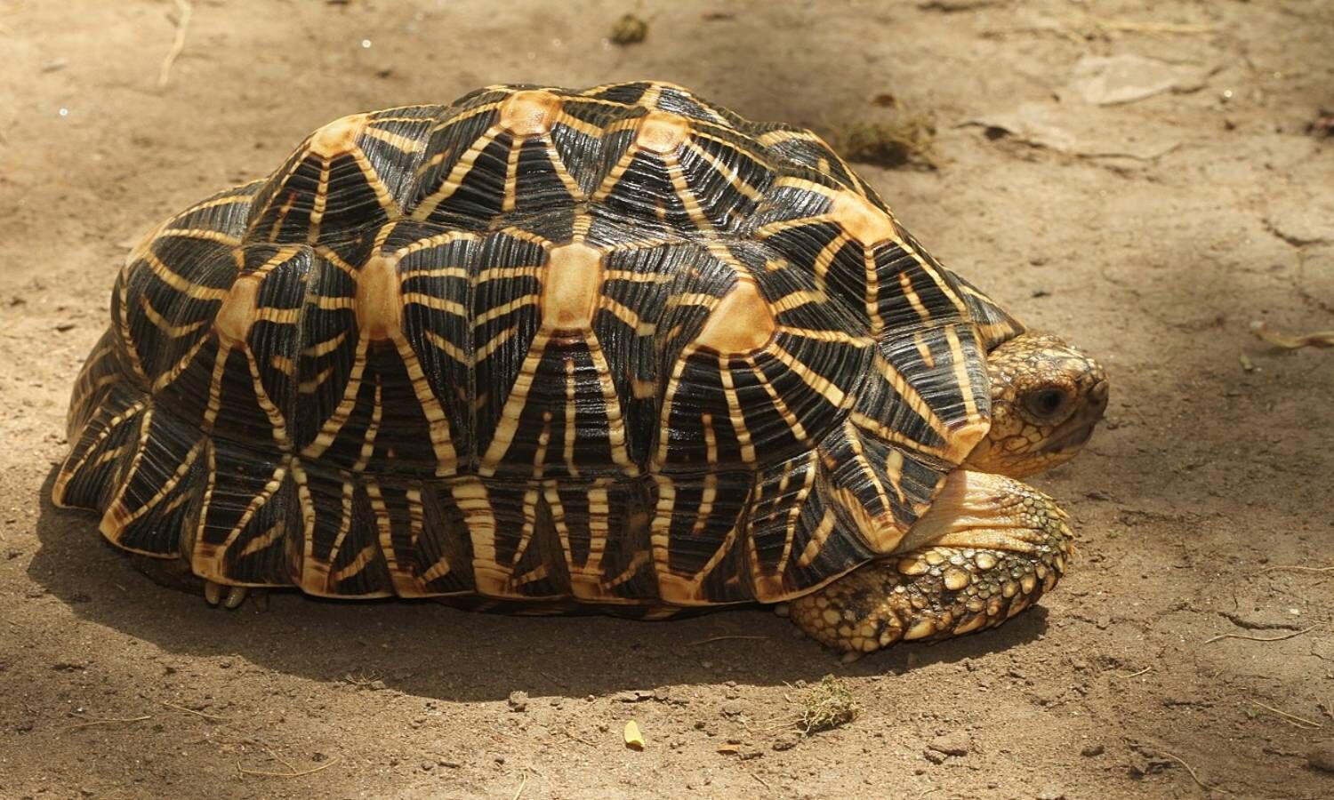 Forest officials seize 330 endangered Assam roofed turtles, nab 2 smugglers