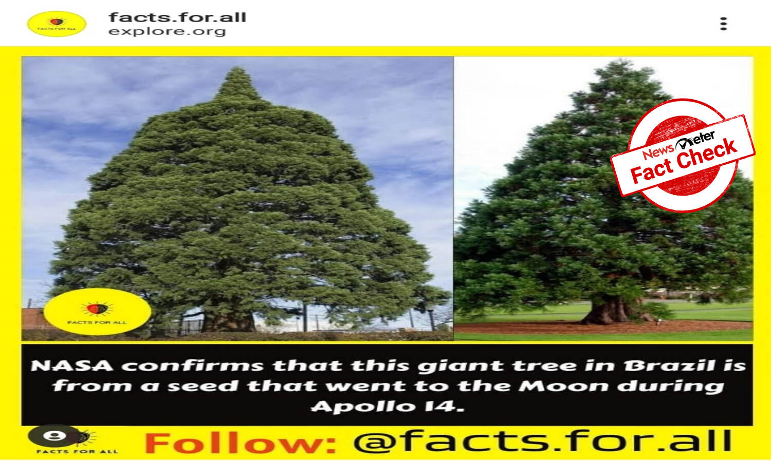 Fact Check: Is this tree from a seed sent to moon on Apollo 14?