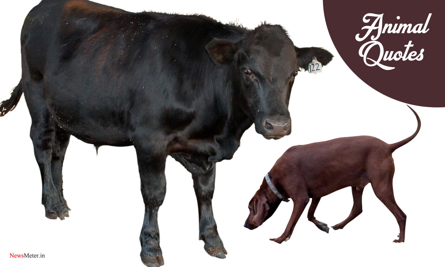 Animal Life Quotes: 50 Inspirational Thought-Provoking Lines