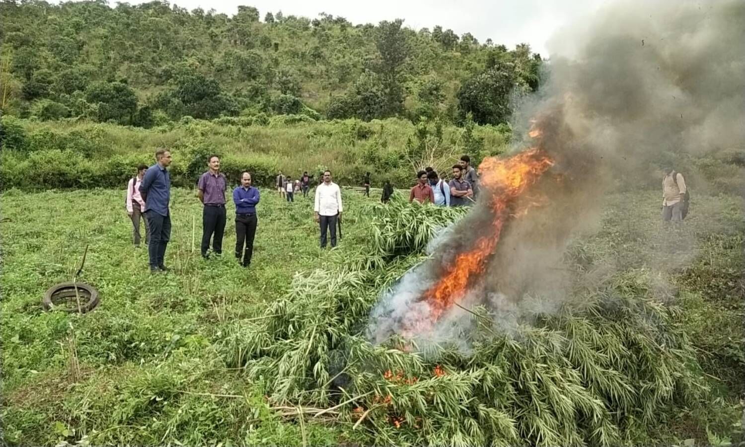 Operation Parivartana: SEB destroys ganja crop in 1,800 acres in Vizag ...