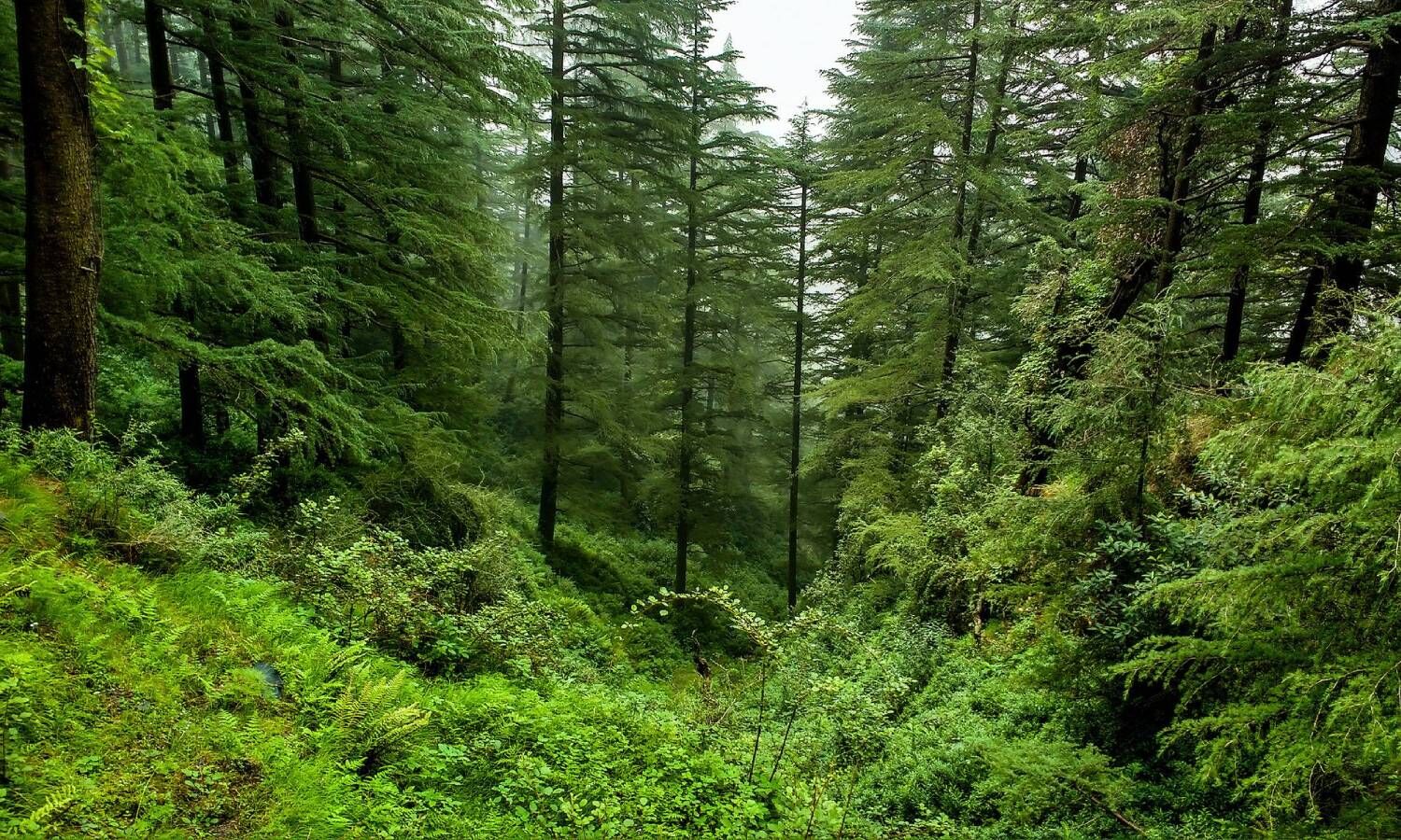 Green revolution: Telangana's forest cover increases by 632 sq km ...