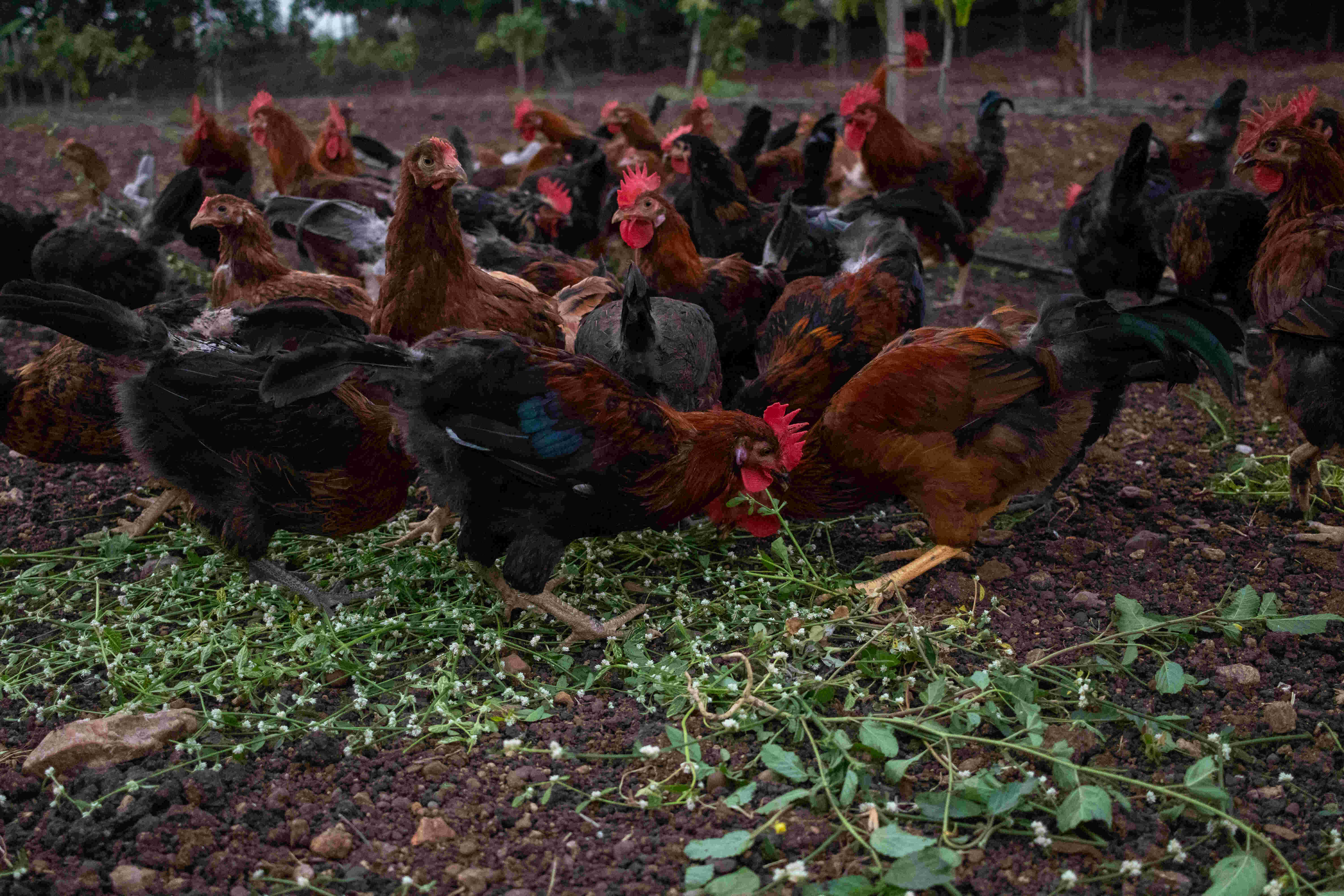 Country Chicken Co: With over 5 varieties of Natu Kodi, you will be ...