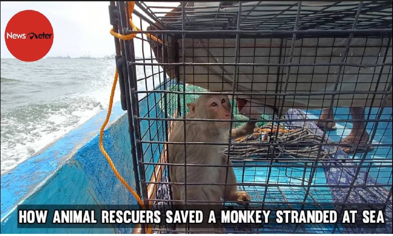 How animal rescuers saved a monkey stranded at sea