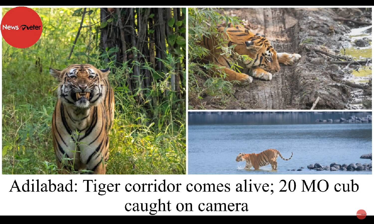 International Tiger day: Tiger corridor comes alive; 20 MO cub caught ...