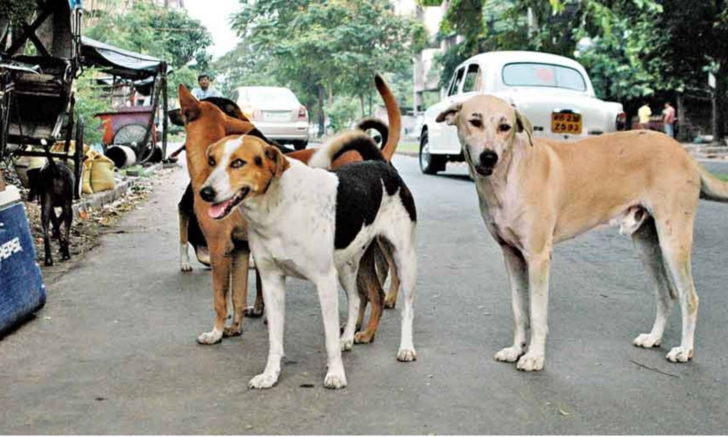 Dog deaths: Case registered after Eluru's Chebrole Panchayat poisons 18 ...