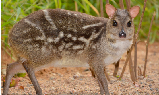 How new study at Hyderabad's LaCONES- CCMB could help save mouse deer ...