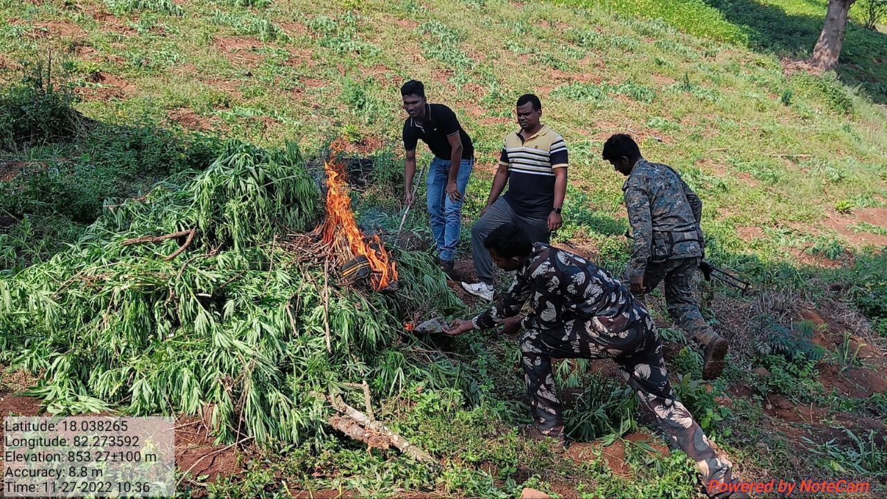 AP police to destroy over 3 lakh kgs of dry ganja, highest in the country