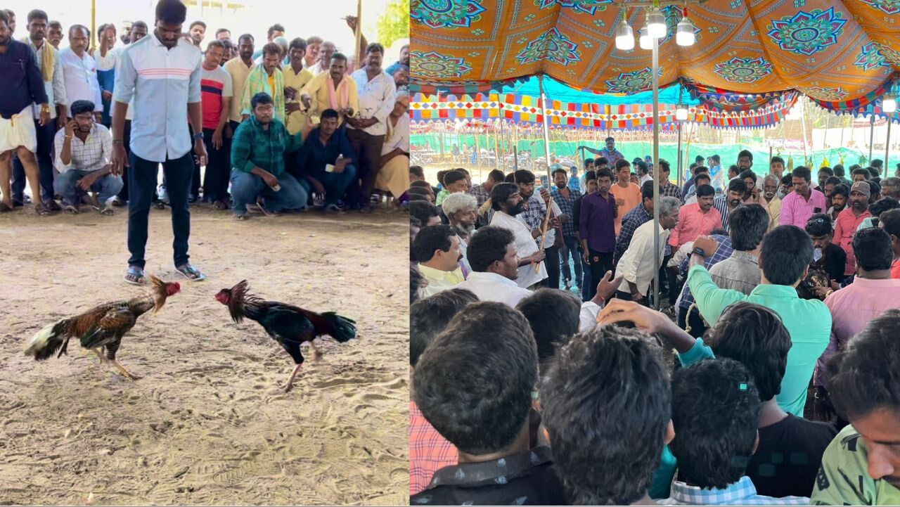 Rooster fights return to Andhra streets during 3 days Sankranti gaiety ...