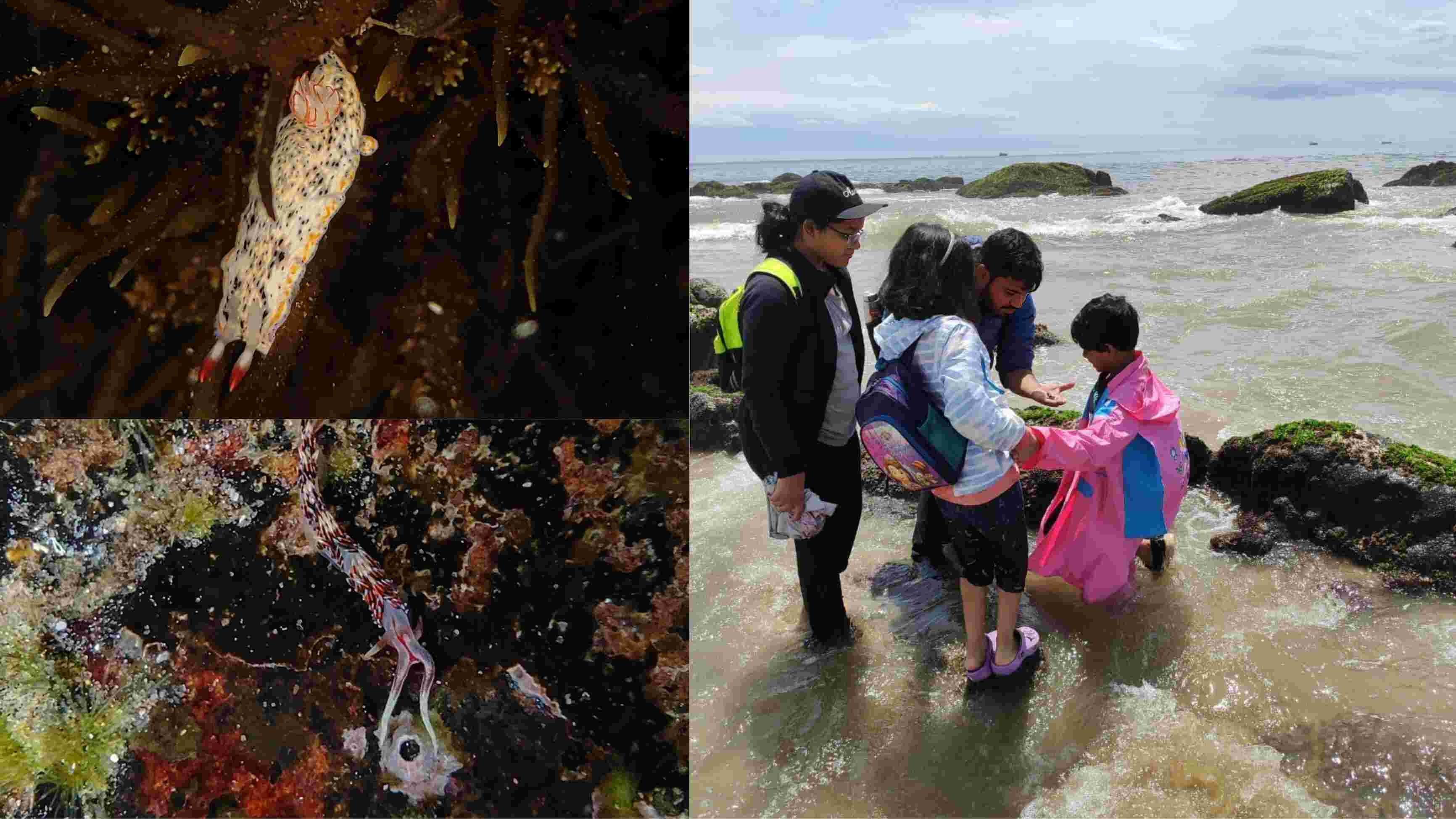 'Intertidal Walks': Come, take a stroll on Vizag beach to explore rich ...