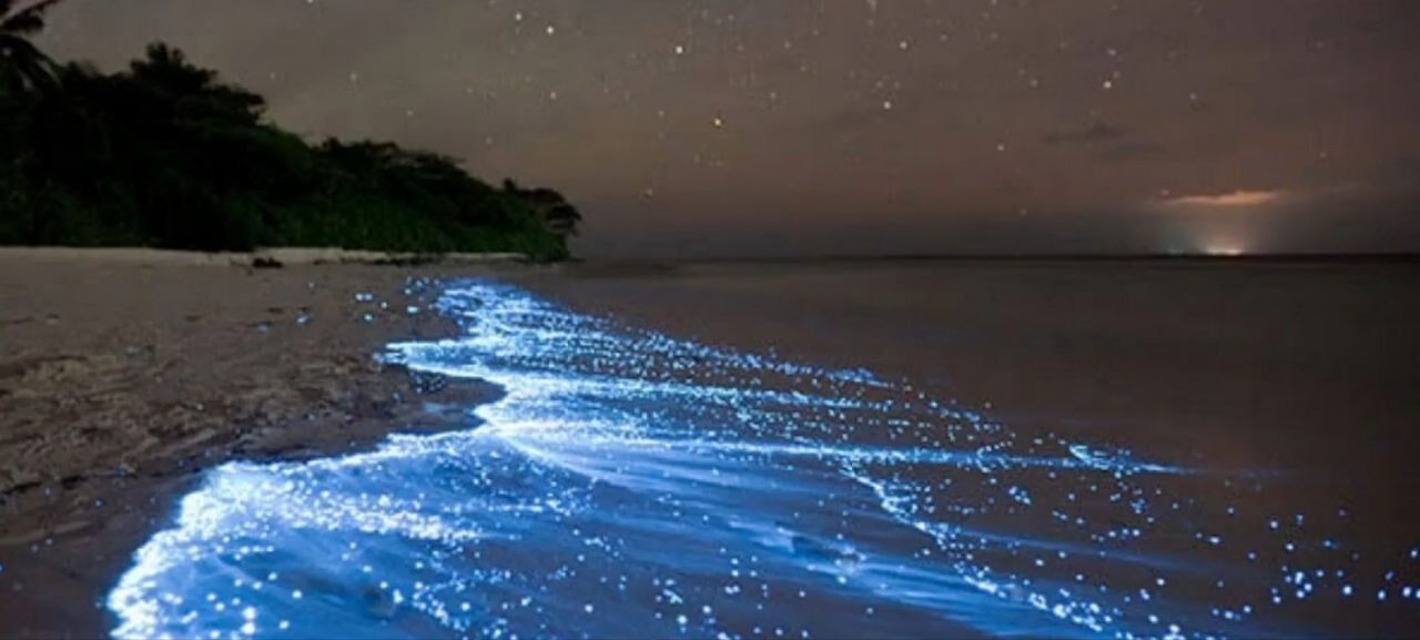 Bheemili beach in Visakhapatnam is glowing: Here’s why