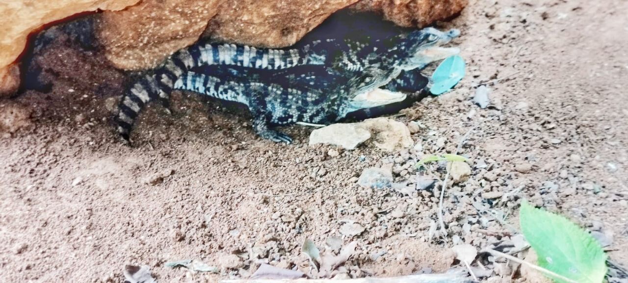 Vizag zoo welcomes 15 mugger crocodile babies