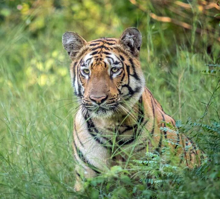 Ek Tha Tiger: Tipeshwar Sanctuary’s 'Veer' returns 'home'