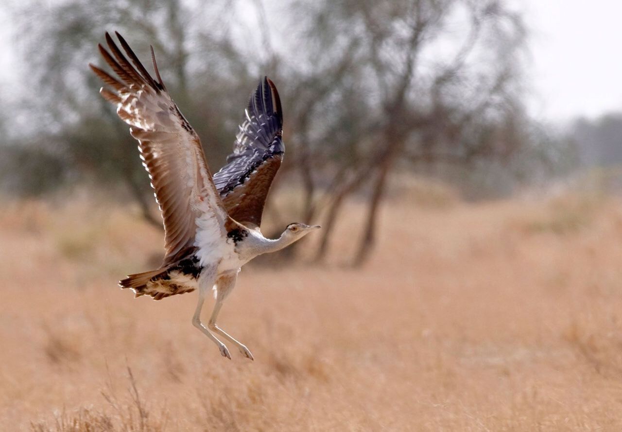 Great Indian Bustard on verge of extinction; 2 captive breeding centers ...
