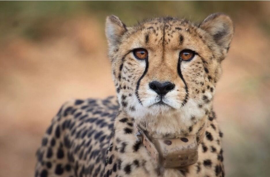 8 African cheetahs die in KNP; conservationists call for radical ...