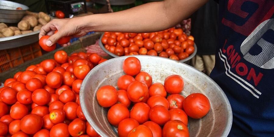 Centre pitches to sell tomatoes at Rs 80 per kg; some farmers become rich, some fall victim