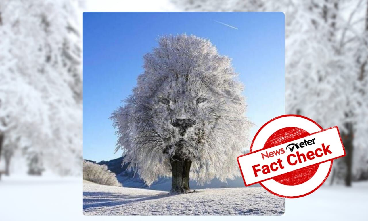 Fact Check: Viral image showing a tree with lion’s face is edited