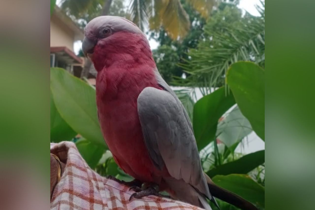 Hyderabad: Jubilee Hills police rescue missing parrot, reunite it with owner