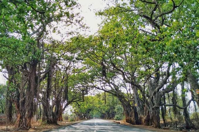 'Save Banyans of Chevella': NHAI directed to conduct EIA, minimize tree ...