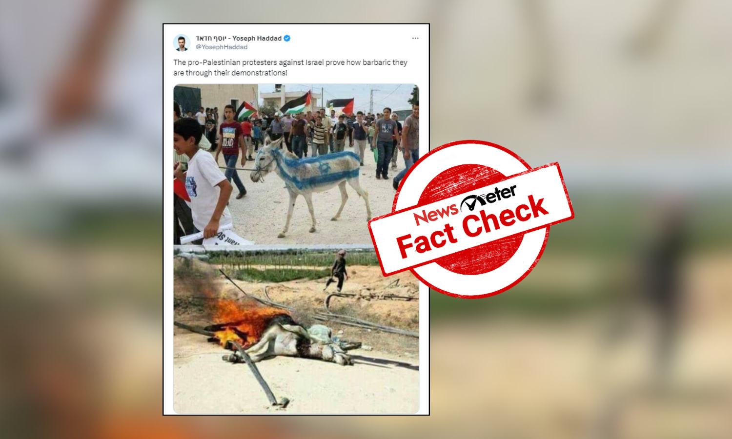Fact Check: Unrelated images shared as pro-Palestinians burning donkey ...
