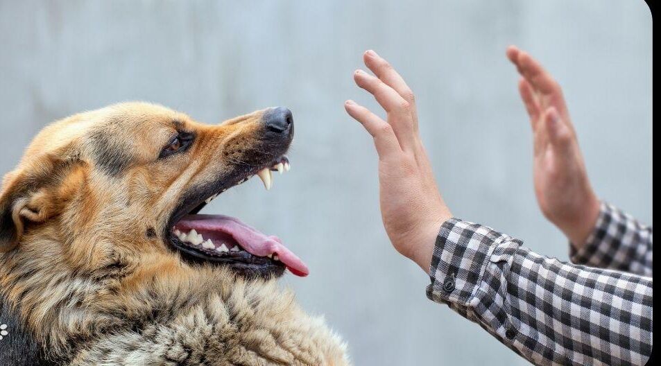 Stray dog attacks 4-year-old boy in Moosapet