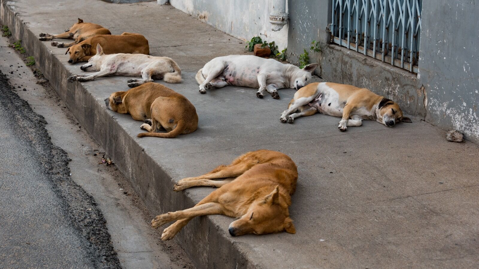 70 dogs killed in ‘special drive’ in Macherla, claim Hyderabad’s animal ...