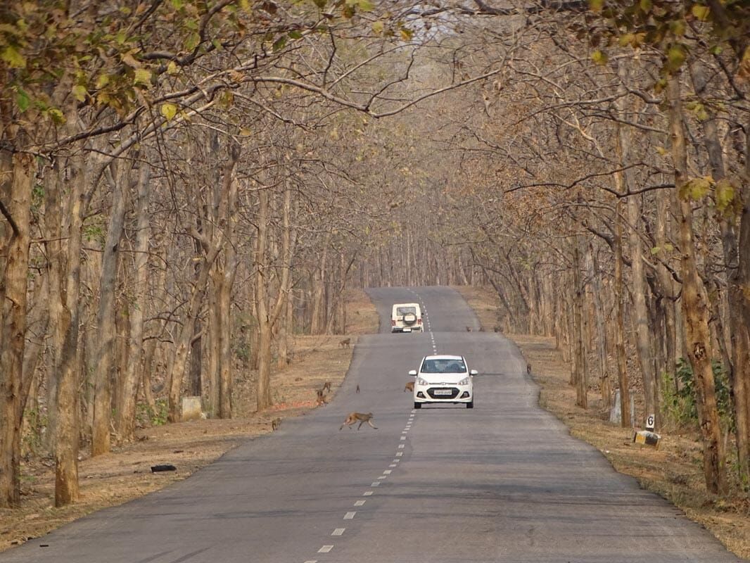Adilabad forests spring back to life after the first monsoon showers