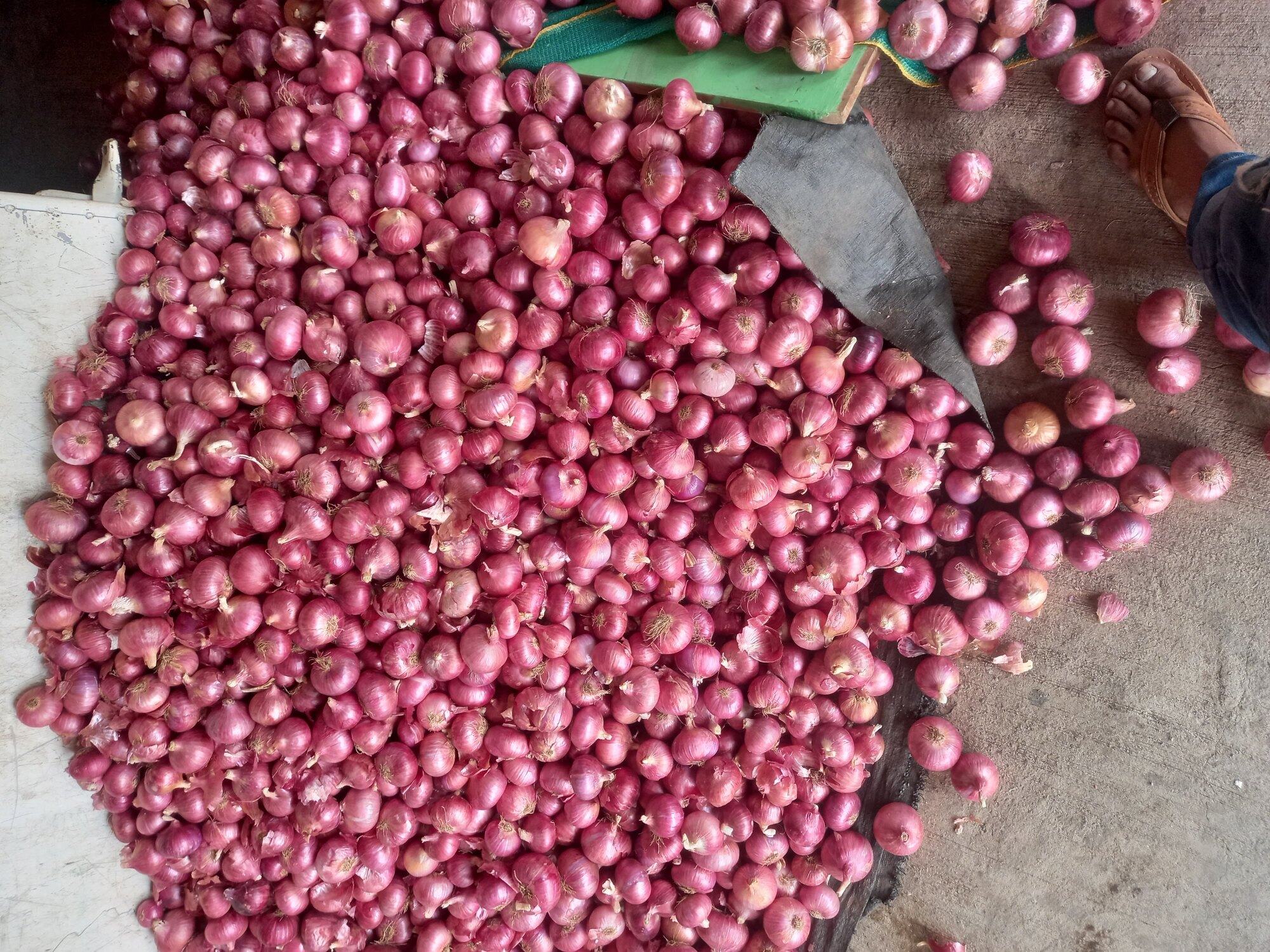 Govt buys 71,000 tons of onion for buffer stock; expects retail prices to ease with normal monsoon