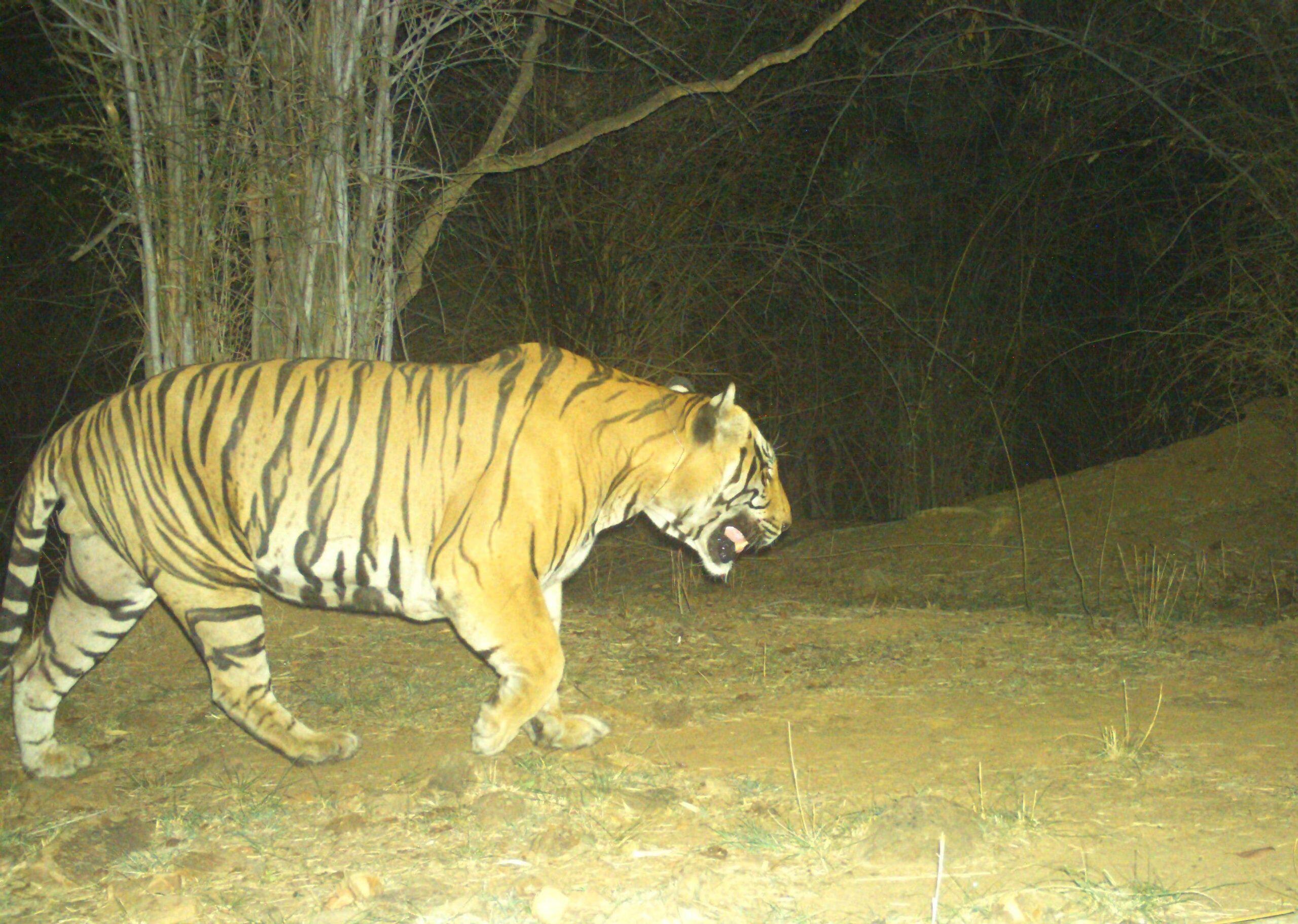 'Tiger Zinda Hai': 20 years on, big cat spotted in Amrabad Tiger ...