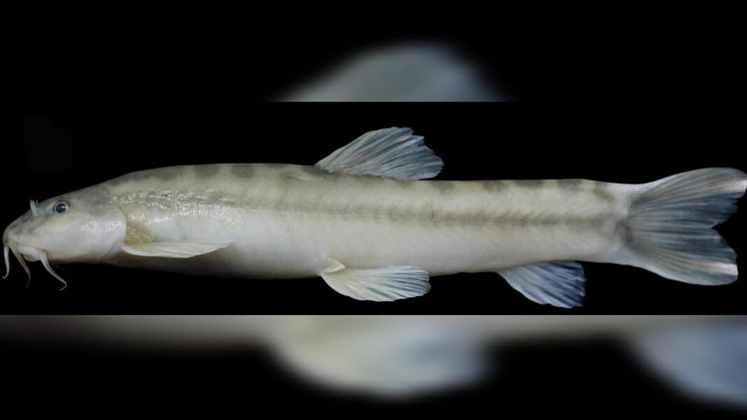 New cave fish discovered in Meghalaya