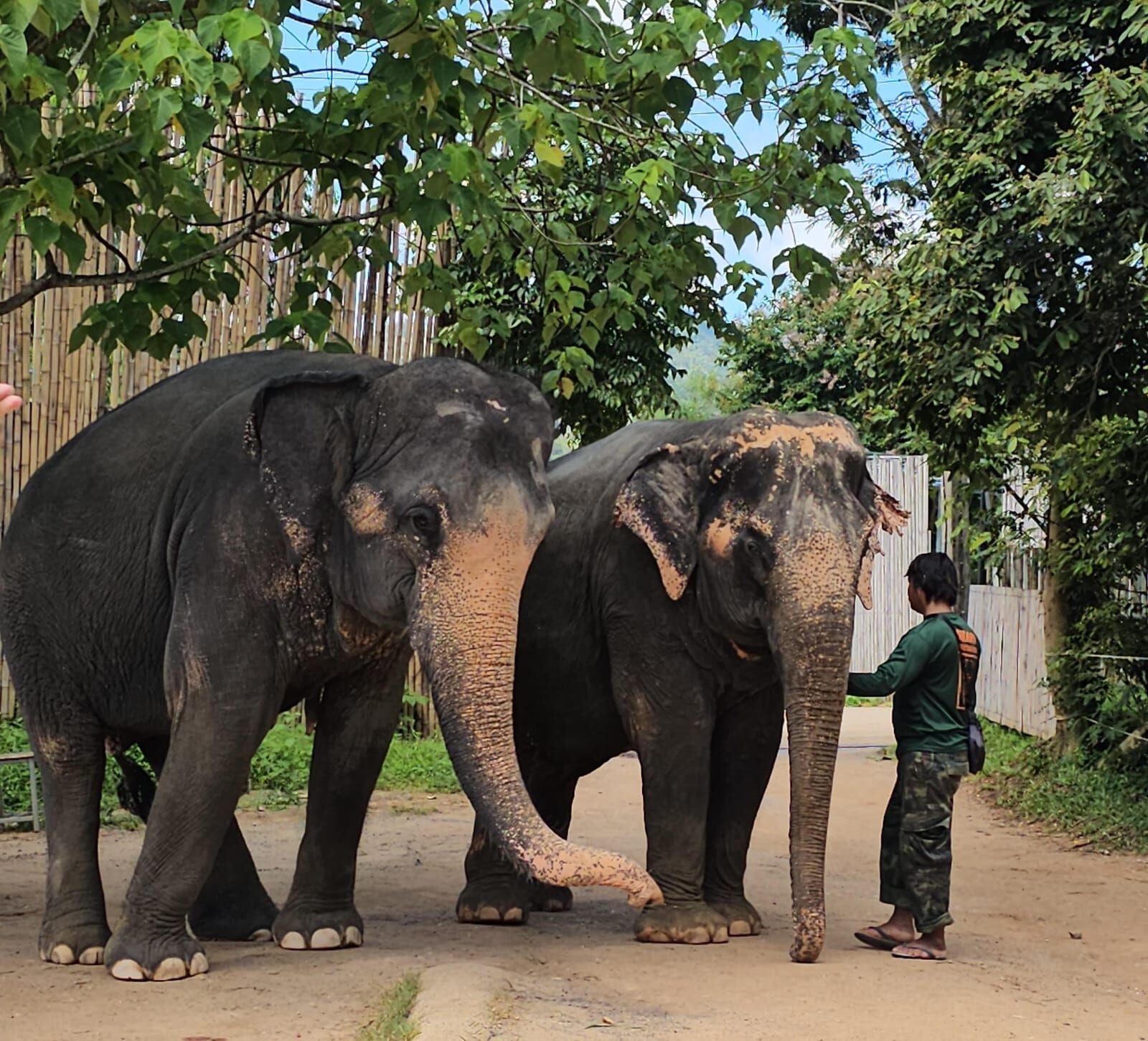 Elephant census delayed in northeast; final count likely in June 2025