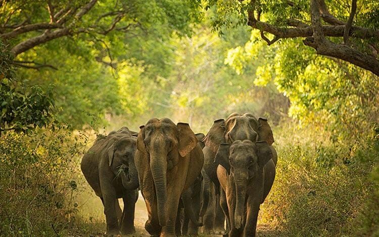 Genetic study tracks migration history of elephants in India, finds ...