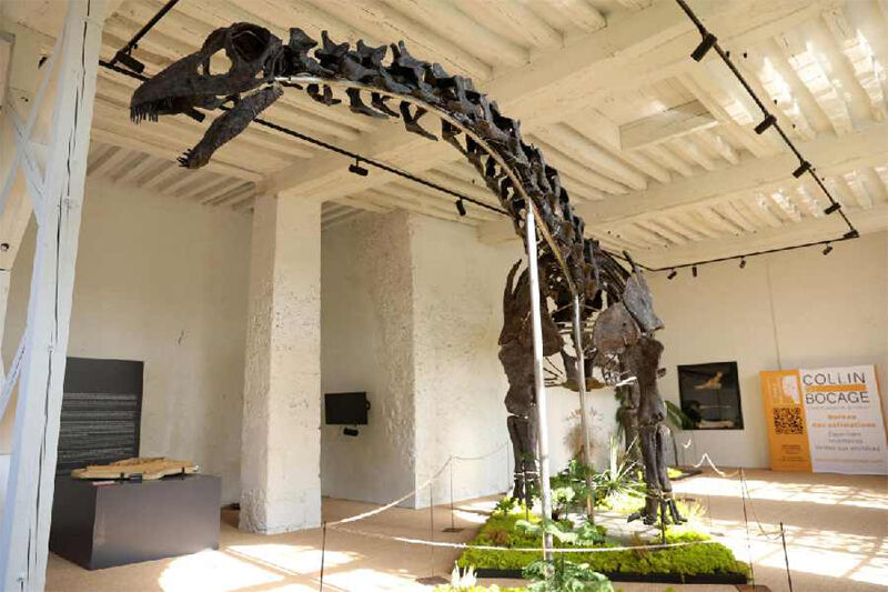 Biggest and ‘most complete’ dinosaur skeleton to go on sale on November 16