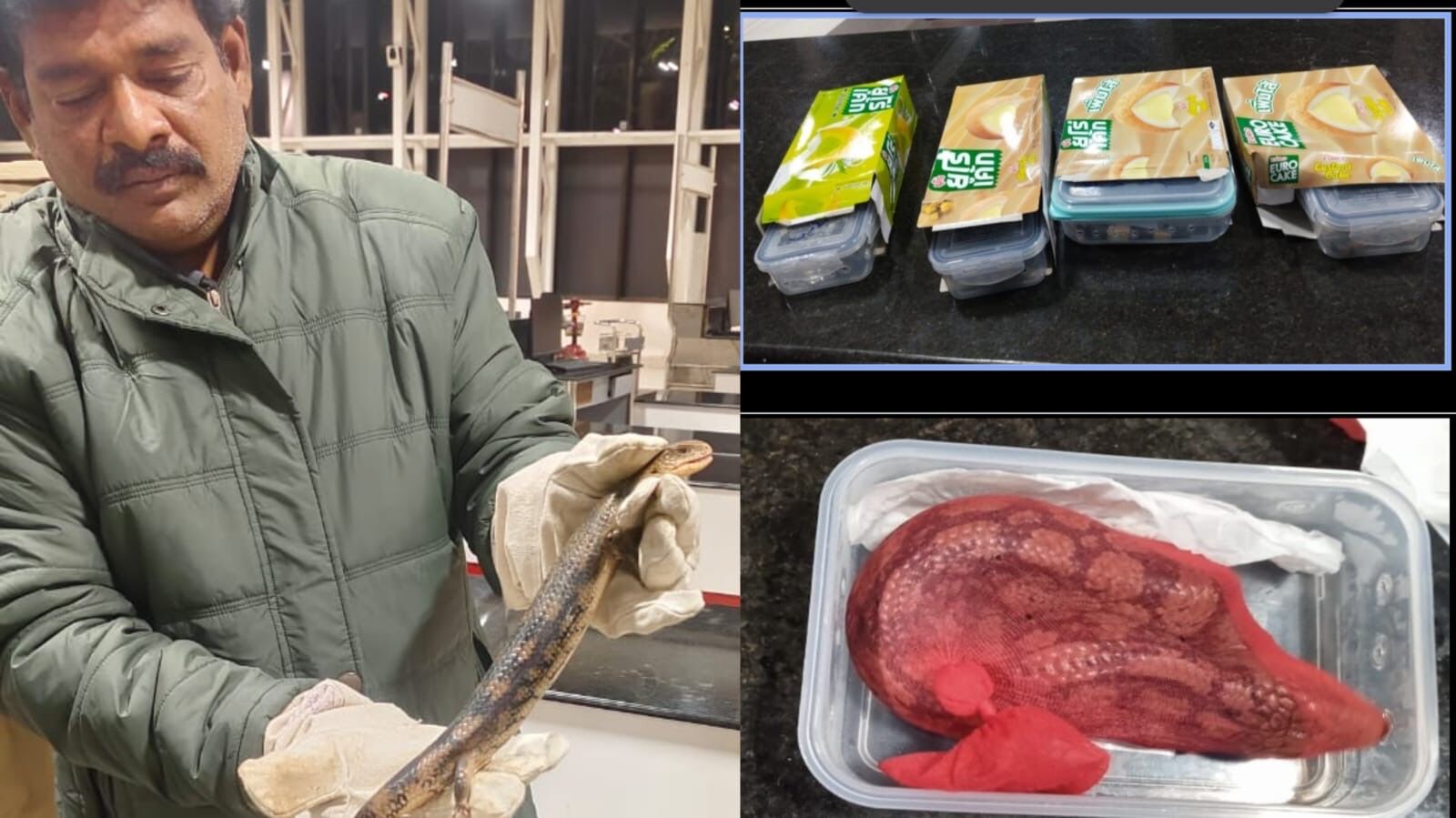 6 Eastern Blue Tongued Lizards seized from two Thailand fliers at Vizag ...