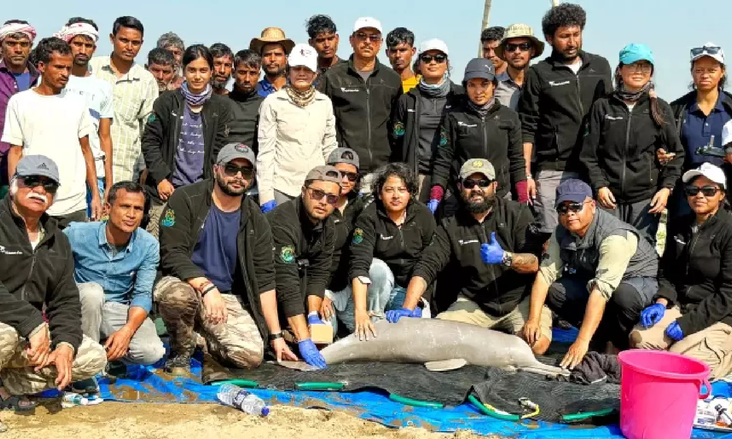 Ganges river dolphin in Assam tagged