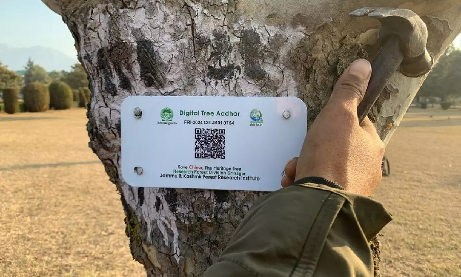 Geo-tags for Chinar trees in Jammu and Kashmir