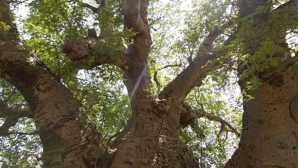 440 years and counting: All you want to know about Asia’s largest ...