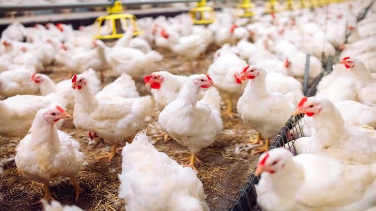 Bird flu scare: Chicken prices fall by Rs 50 per kg; no need to panic ...