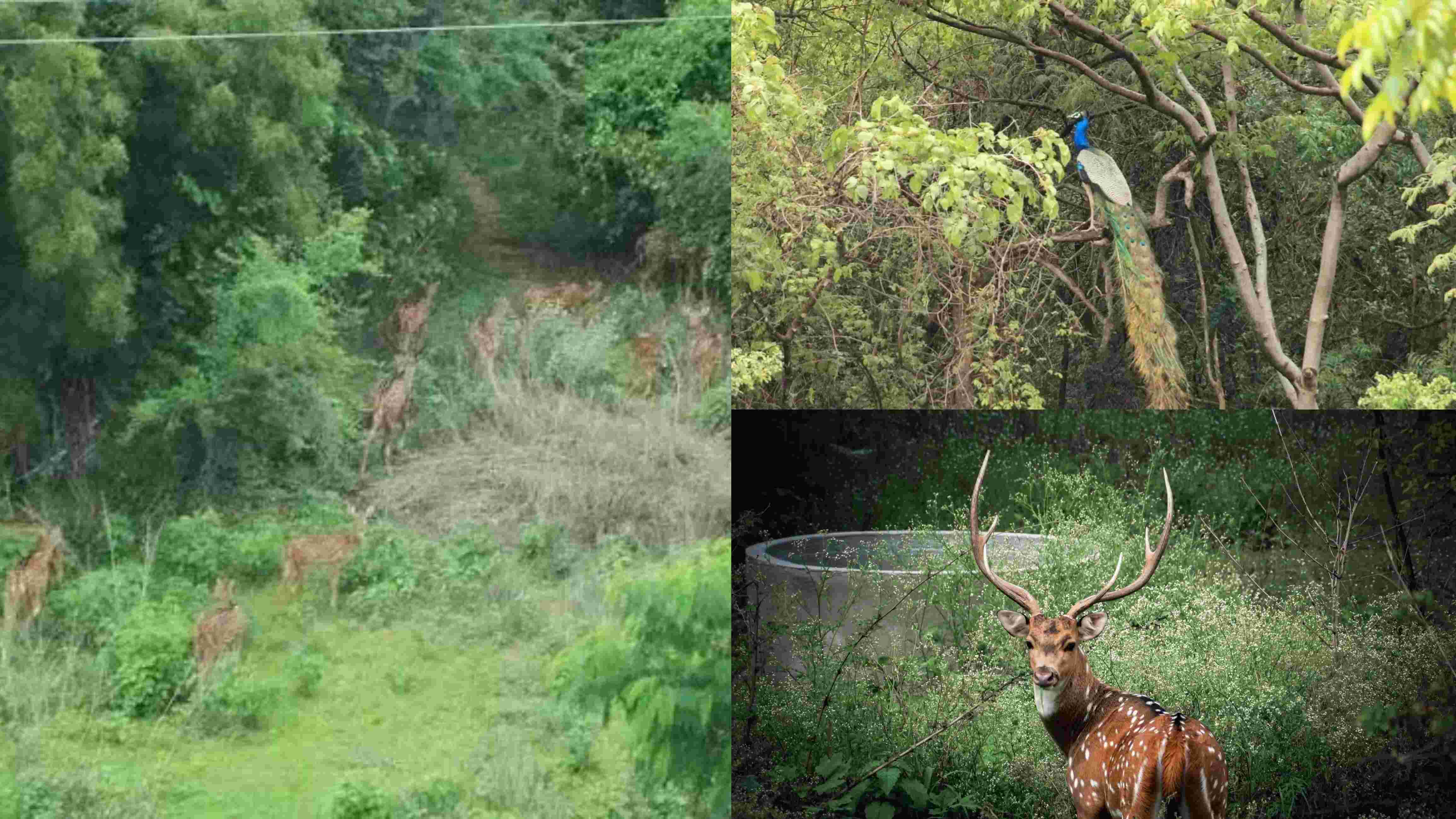 Where will birds and animals in Kancha Gachibowli go? Govt officials ...