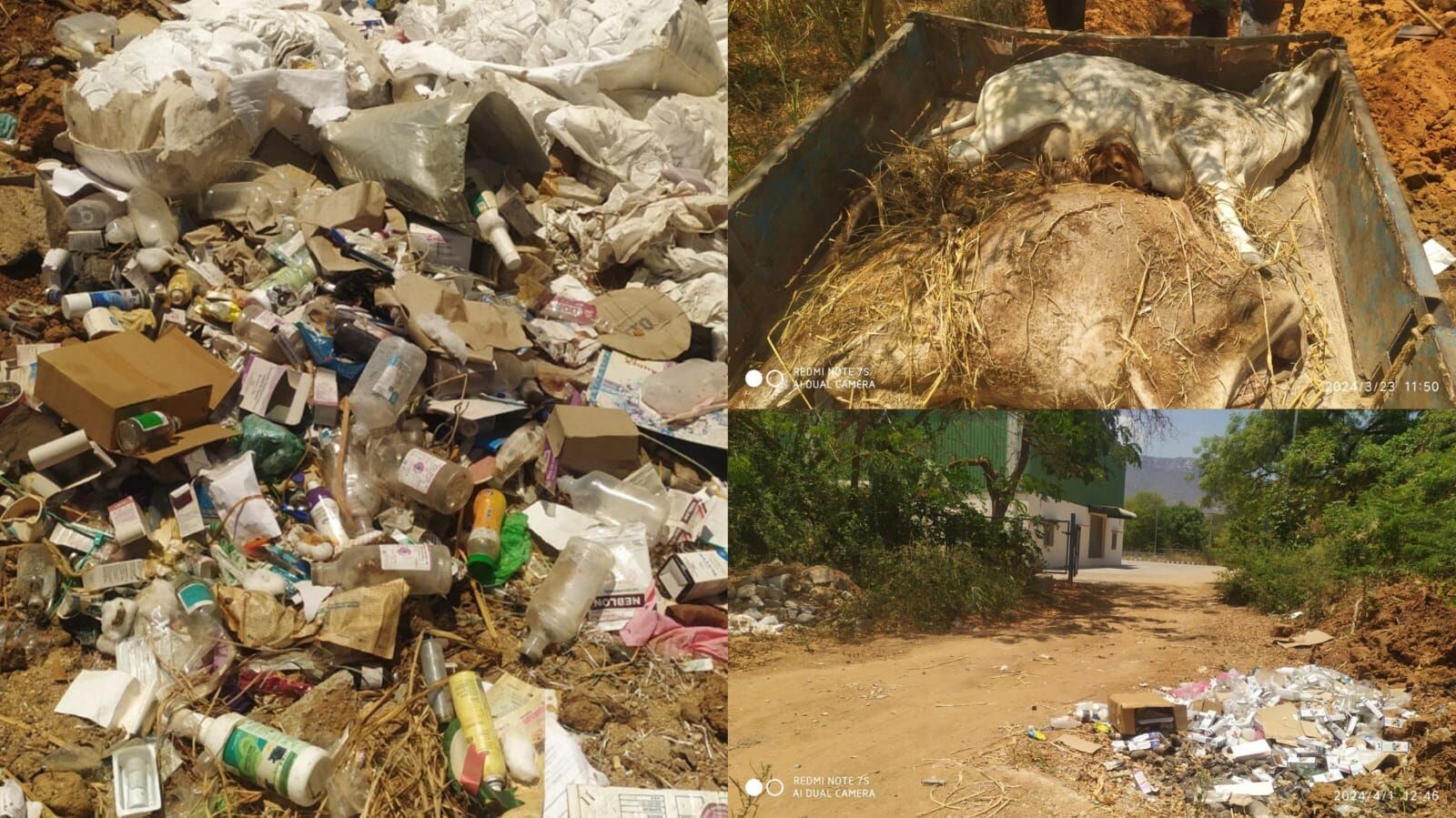 No mass cow deaths at goshala, says TTD EO Syamala Rao, claims YSRCP ...