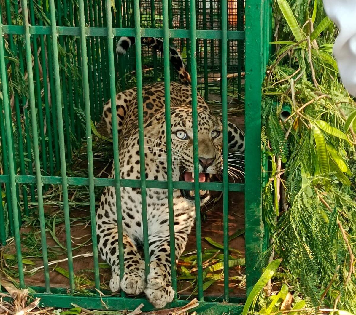 Leopard that roamed around ICRISAT, Hyderabad caught; people heave sigh ...