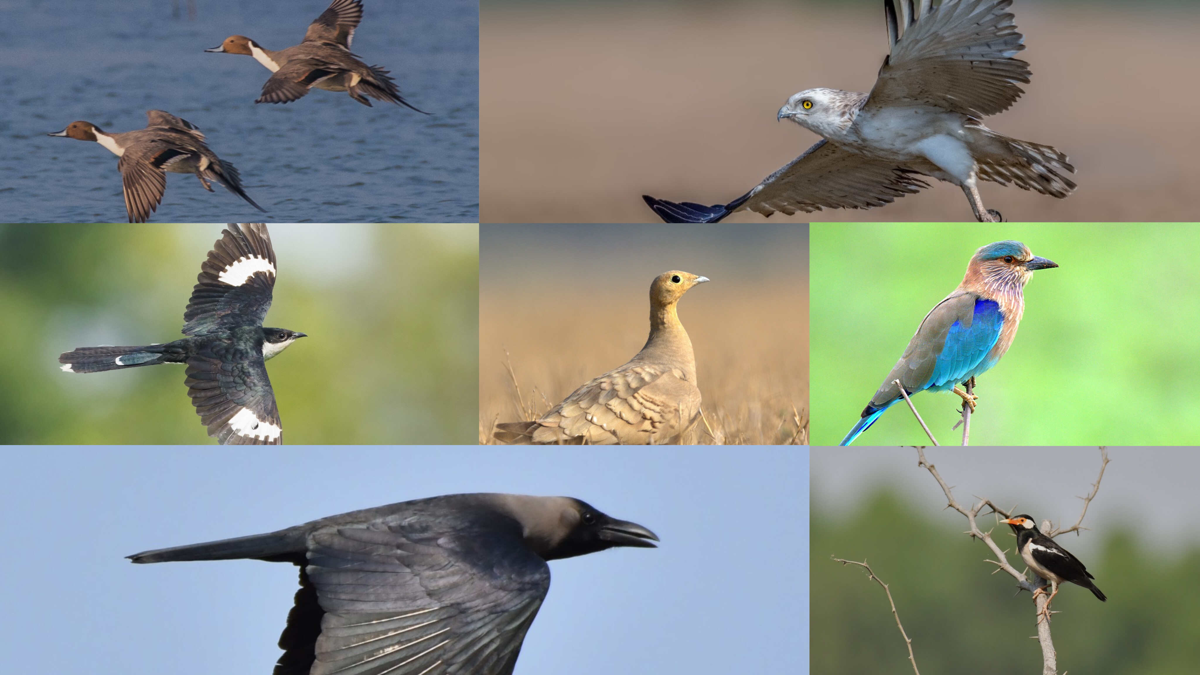 Telangana hosts 452 bird species, reveals scientific study by OU ...