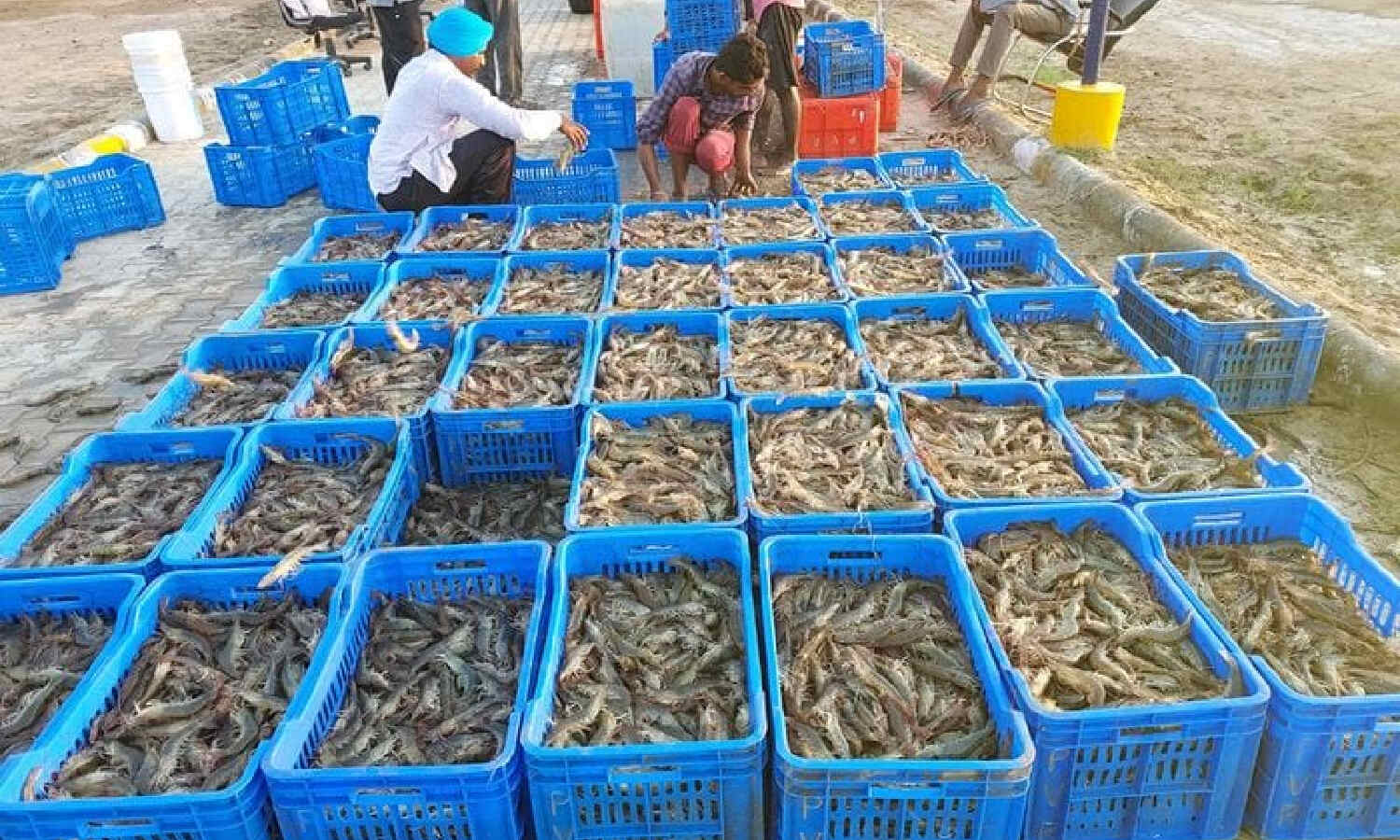 US tariff impact: Andhra shrimp export losses hit ₹25,000 Cr; CM Naidu sends SOS to Centre