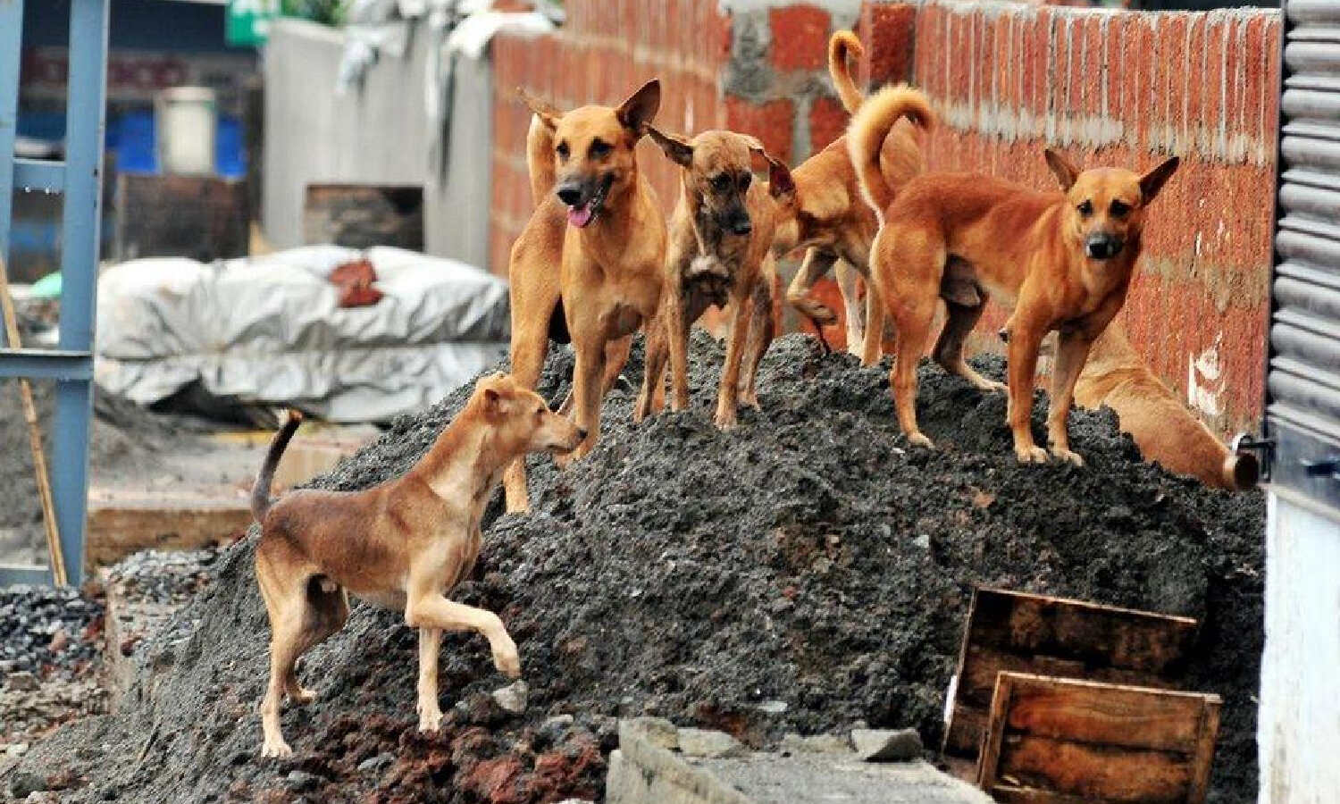 Mass killing of dogs at Hyderabad Symbiosis: Telangana HC moves two ...